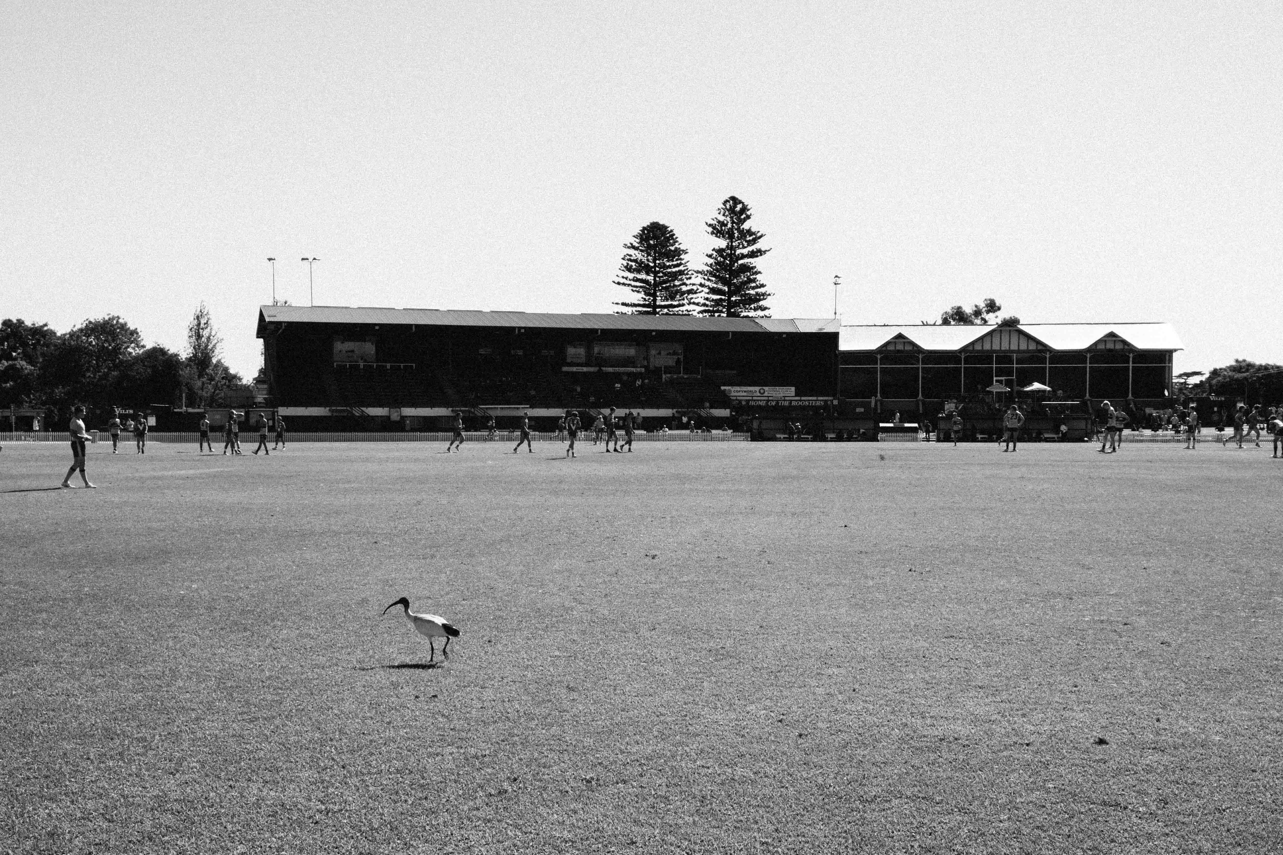 SANFL Juniors Grand Finals at Prospect Oval | NAFC